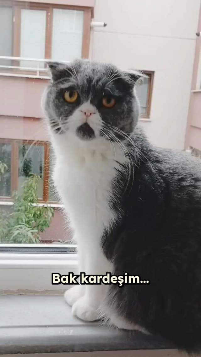 Video IA Meme generator | Crea Video Meme generator con IA